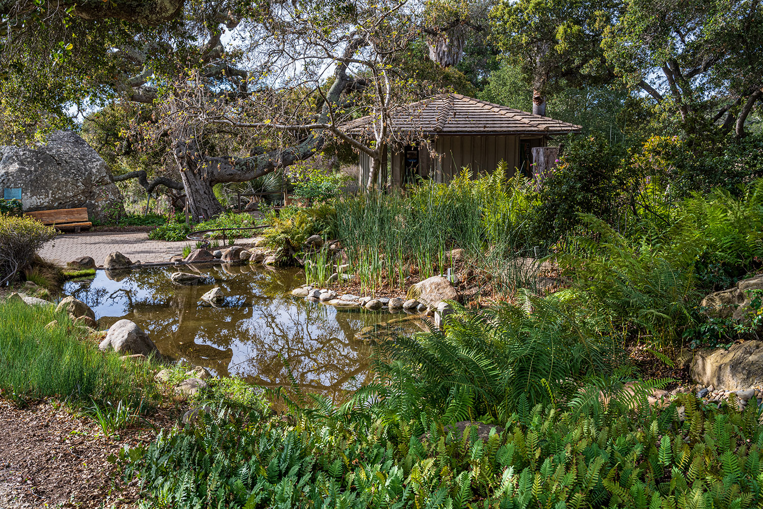Explore Native California Plants & Habitats at Santa Barbara Botanic ...