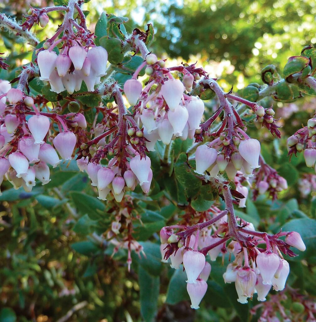 Nursery Chats - Early Bloomers - Santa Barbara Botanic Garden
