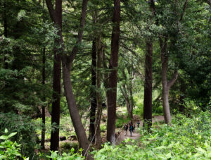 Nature & Forest Therapy: Guided Nature Immersion | Sold Out - Santa ...