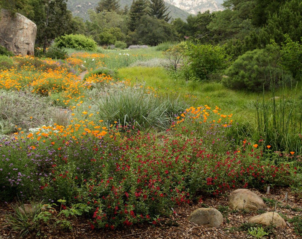 California Native Plant Irrigation - Santa Barbara Botanic Garden