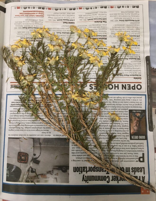 In the Service of Seeds: A Tale of Two Collectors - Santa Barbara ...