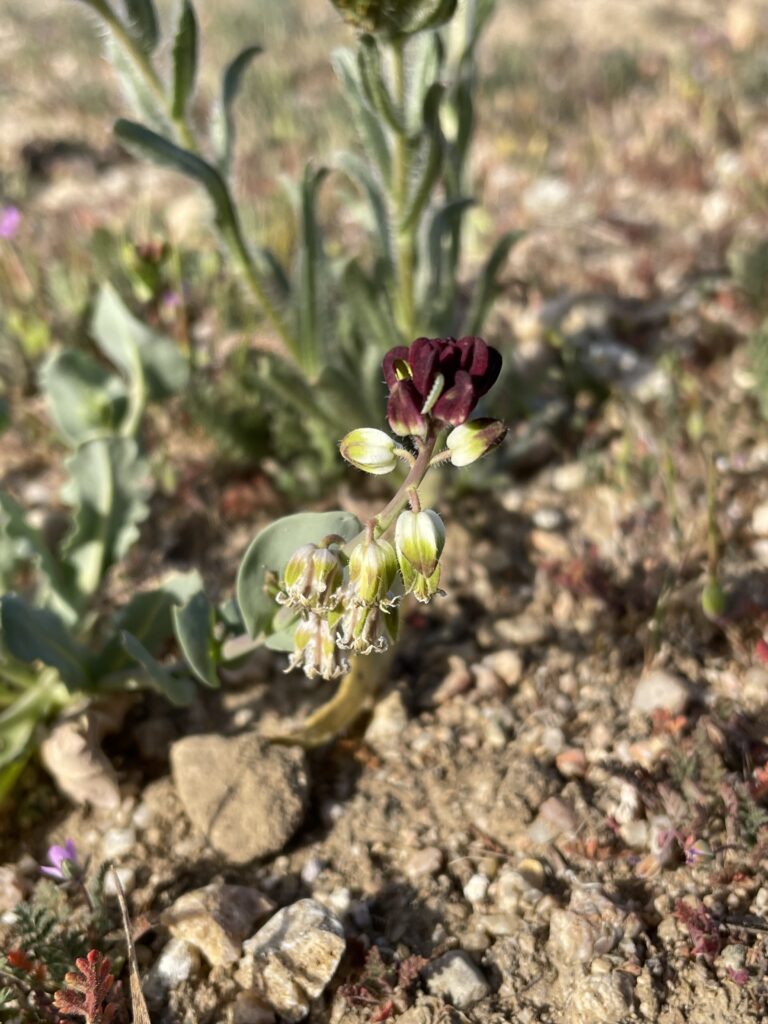 Matt Wang: From Cancer to Conservation - Santa Barbara Botanic Garden