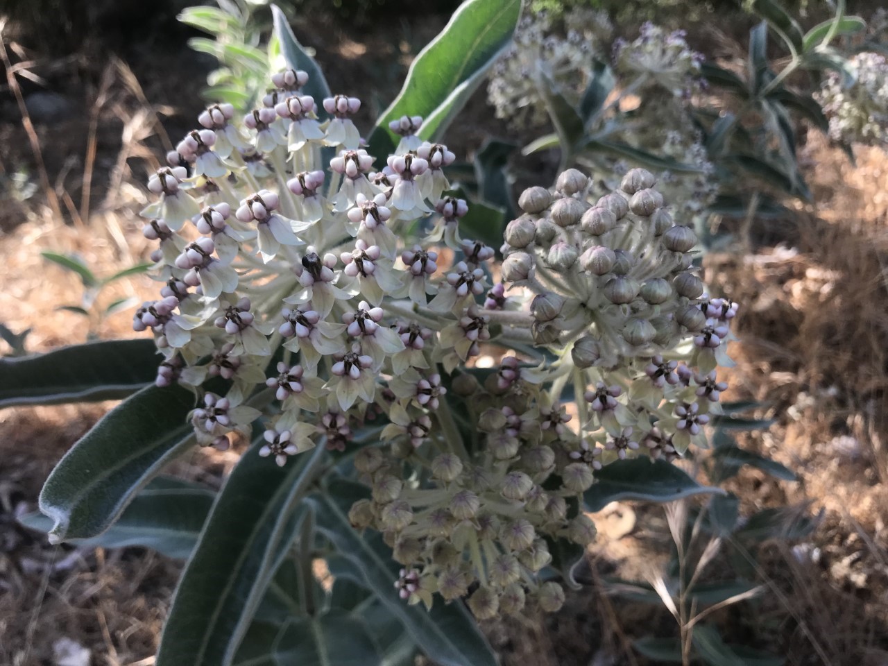Can an Early-blooming Plant Help the Western Monarch? - Santa Barbara ...