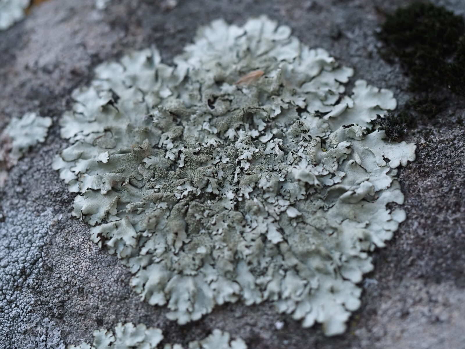 What is a lichen? - Santa Barbara Botanic Garden