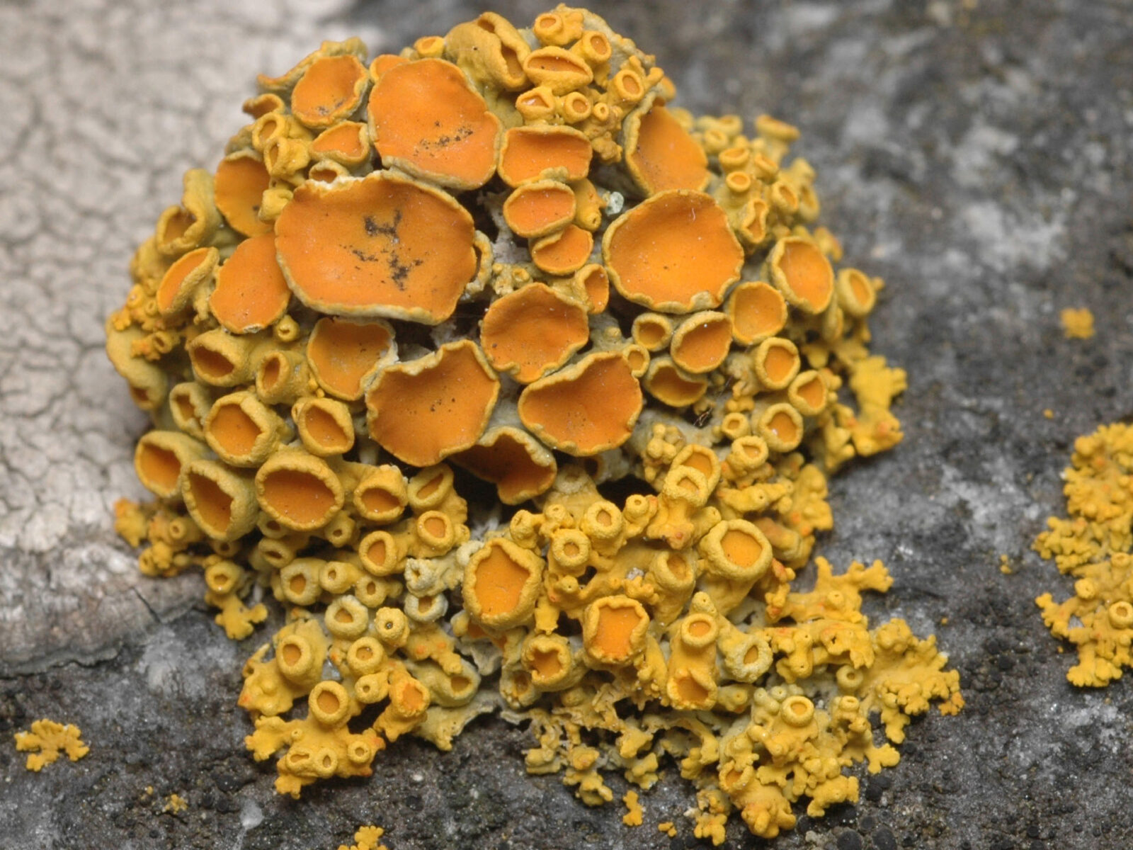 What is a lichen? - Santa Barbara Botanic Garden