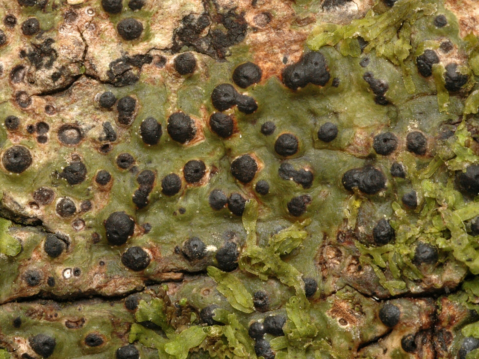What is a lichen? - Santa Barbara Botanic Garden