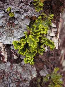 What is a lichen? - Santa Barbara Botanic Garden
