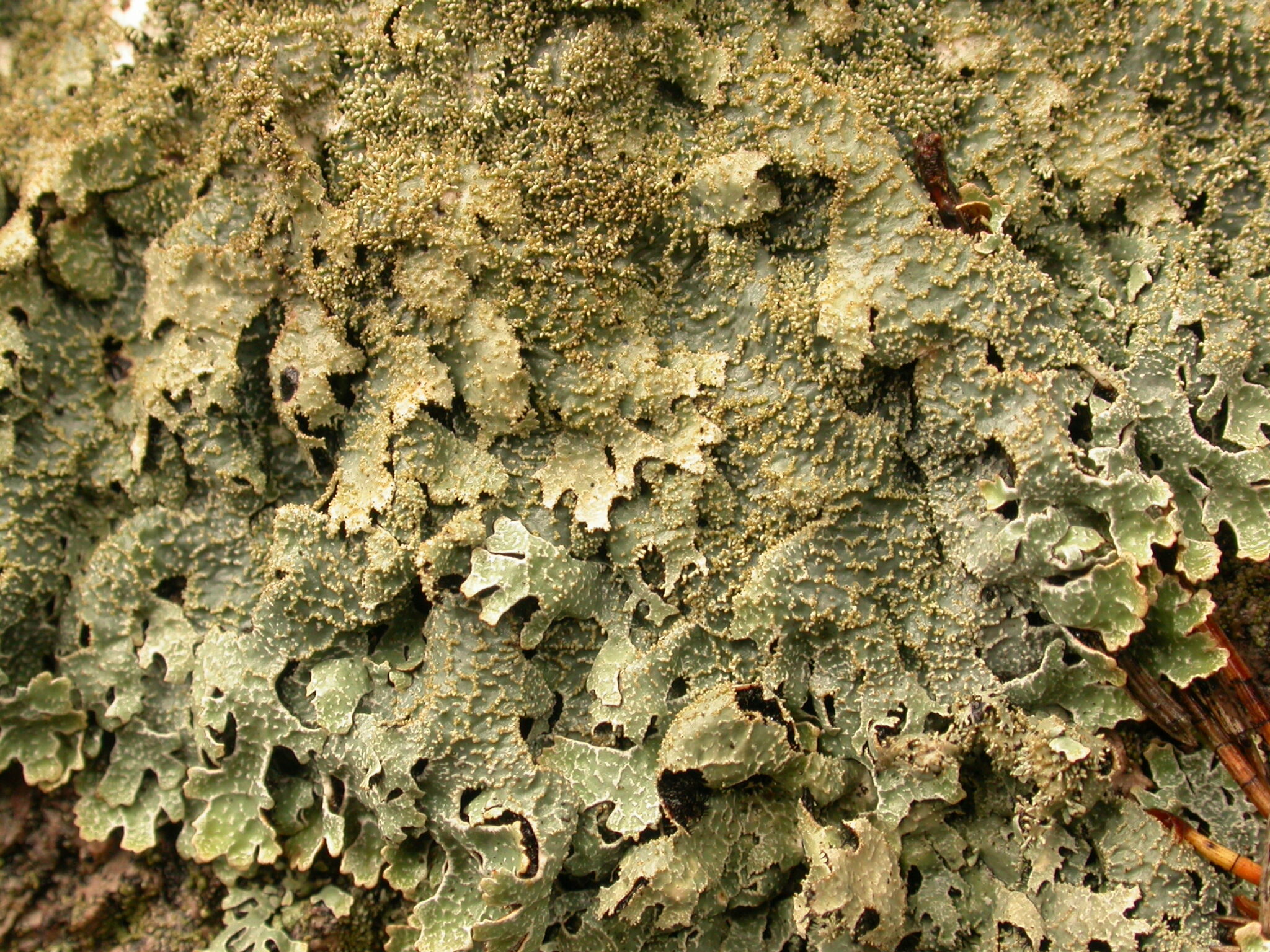 What is a lichen? - Santa Barbara Botanic Garden