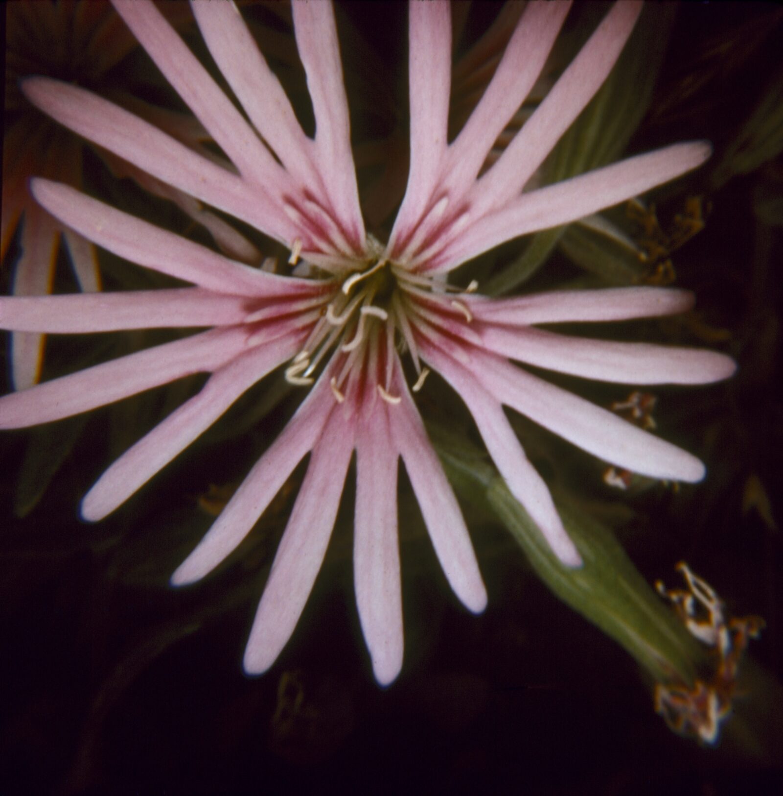 Depth of Field: Botanical Photography Through the Low-key Lens - Santa ...