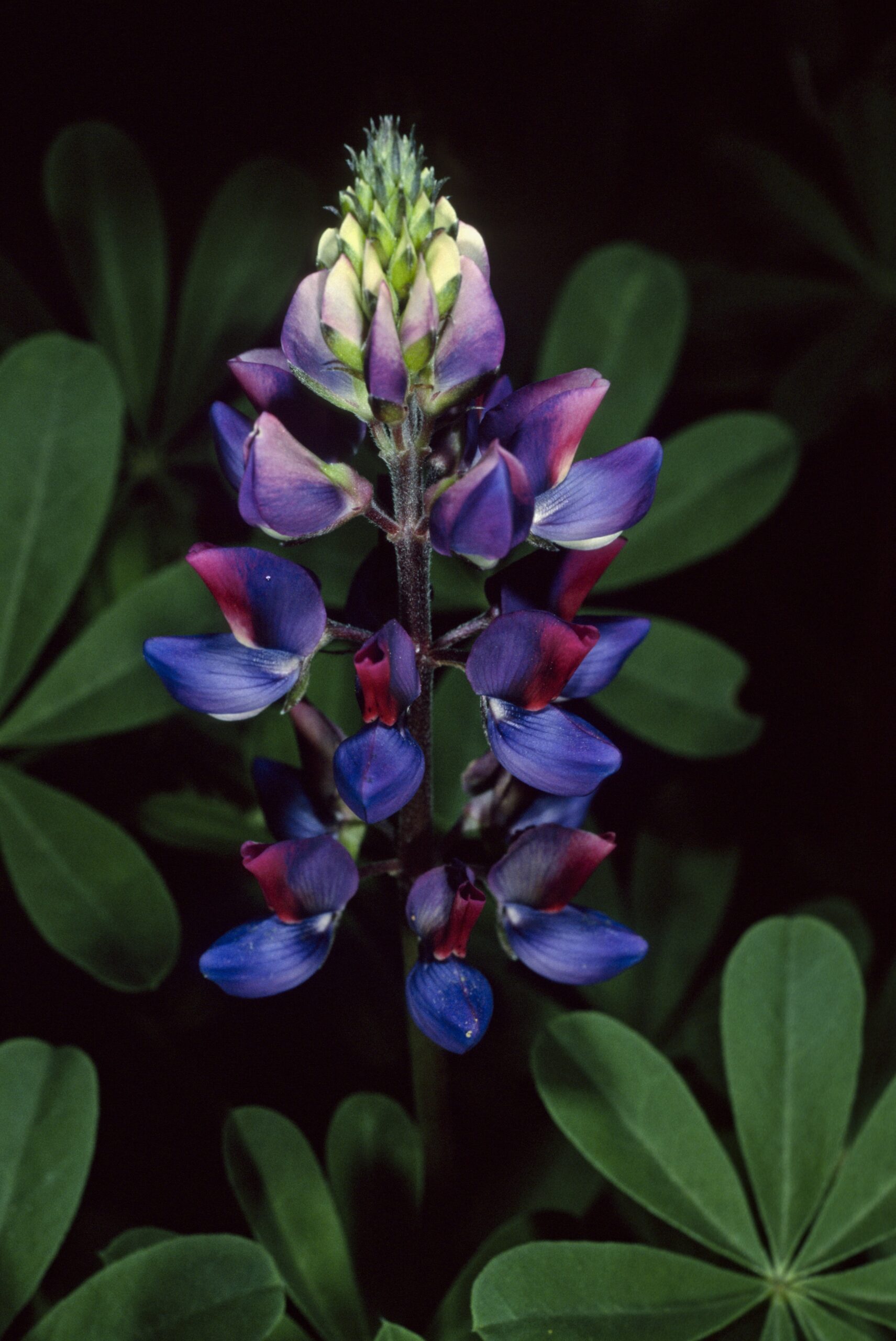 Depth of Field: Botanical Photography Through the Low-key Lens - Santa ...