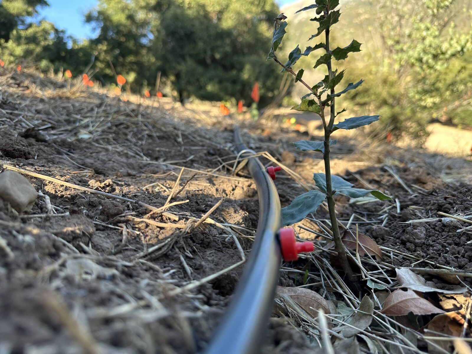 Can Oak Trees Provide a Natural Fuel Break? - Santa Barbara Botanic Garden