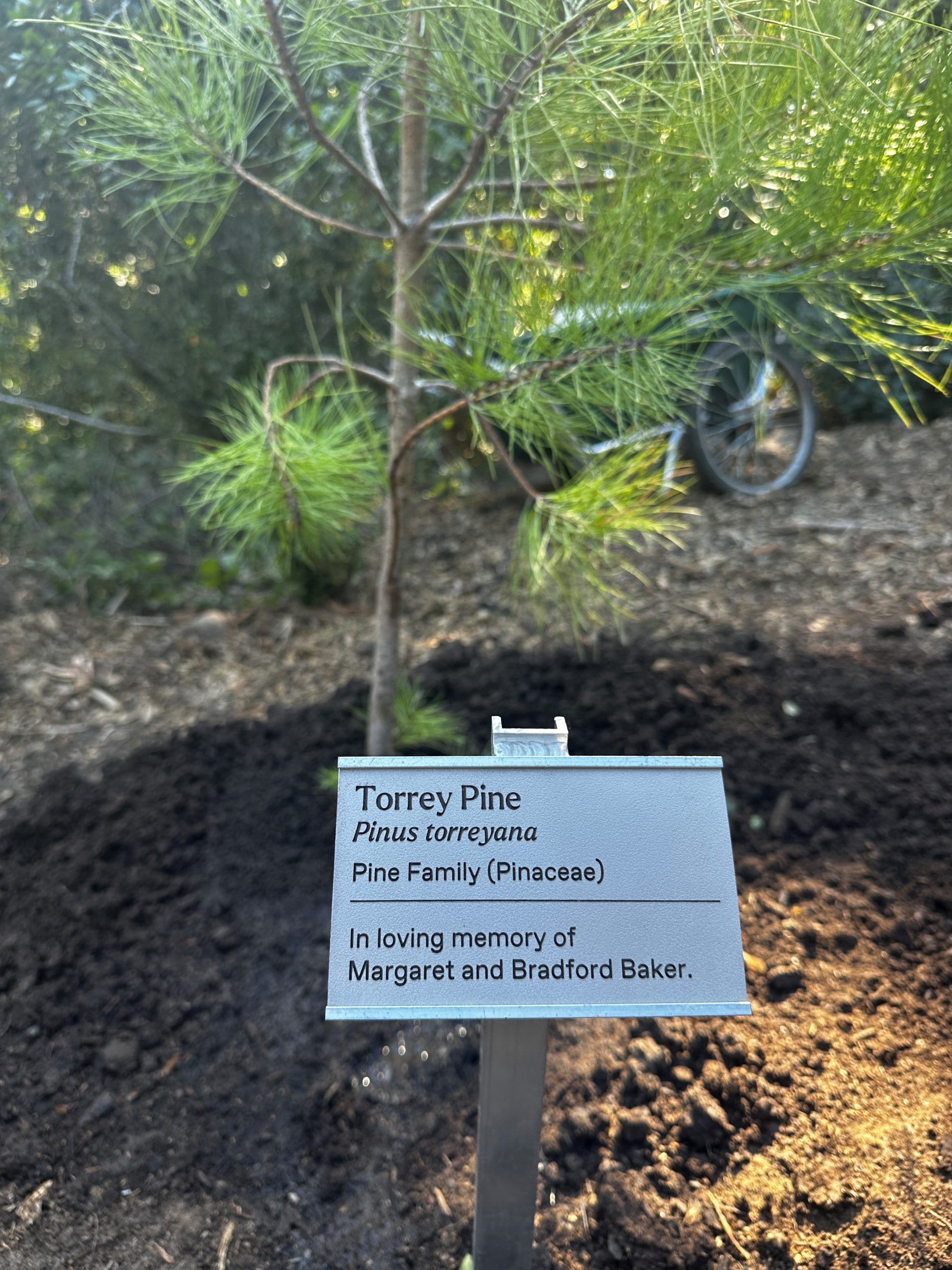 A Family Tree: The Baker Family and its Torrey Pine - Santa Barbara ...