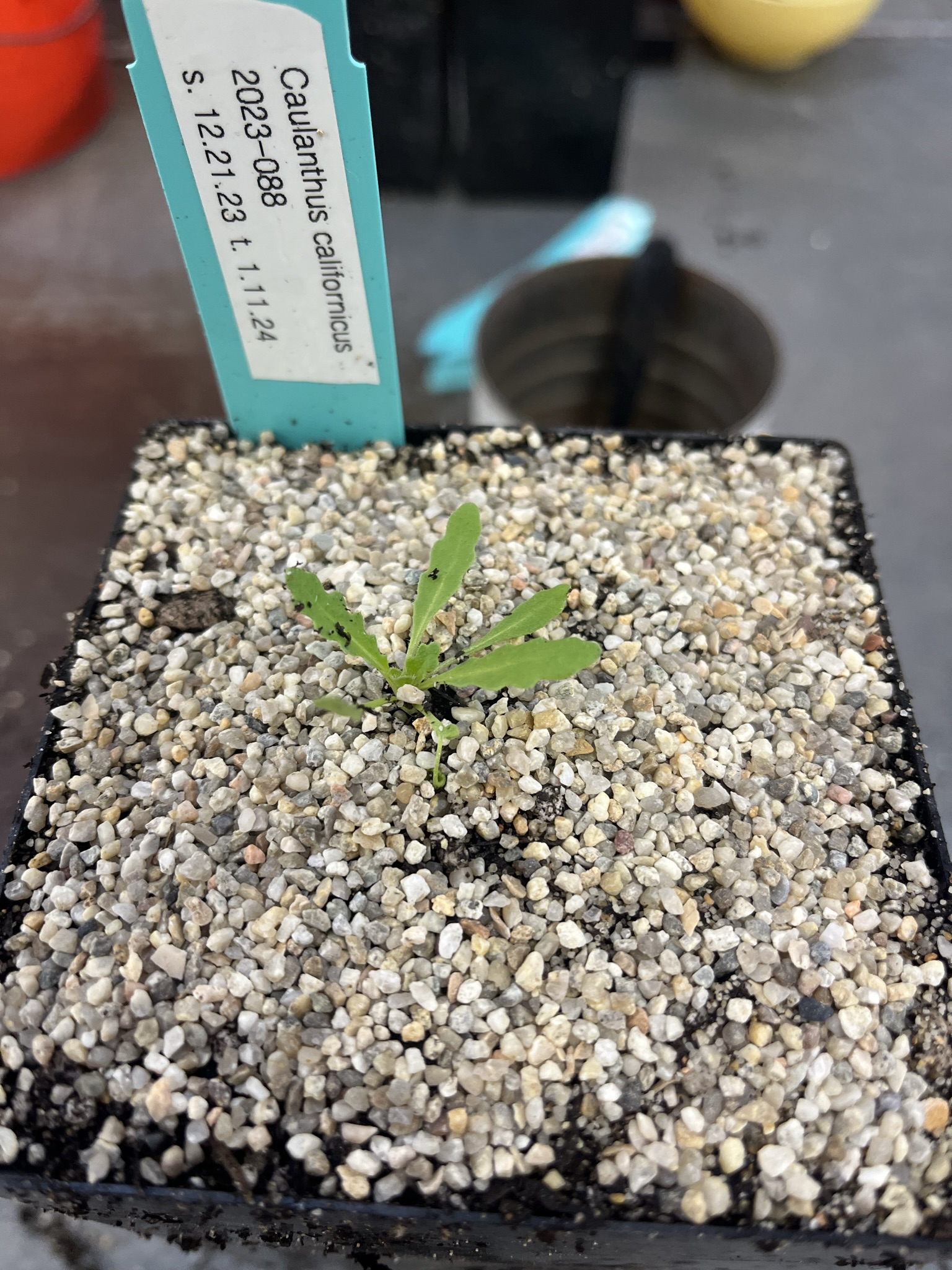 Saving the California Jewelflower: A Journey from Seed to Survival ...