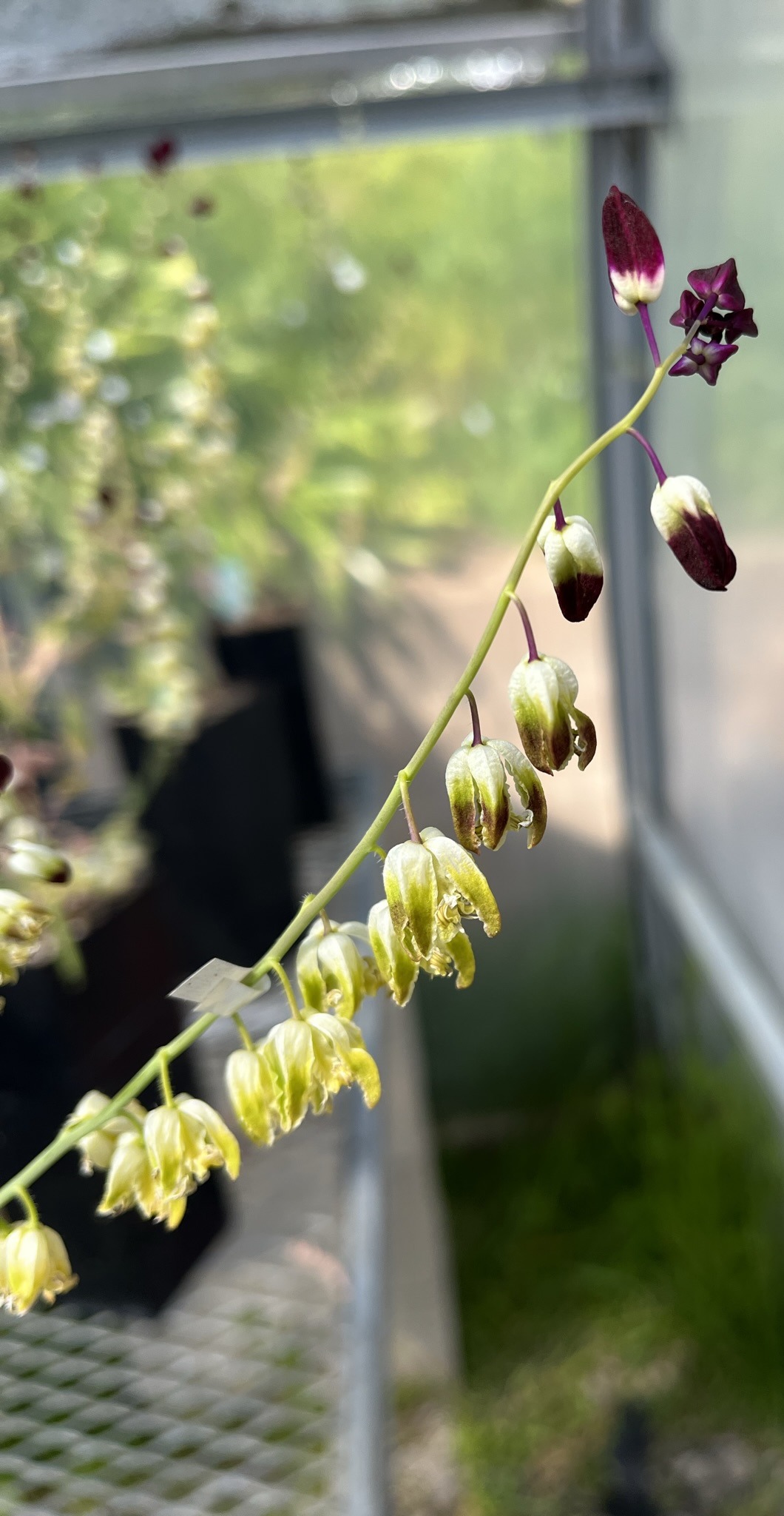 Saving the California Jewelflower: A Journey from Seed to Survival ...