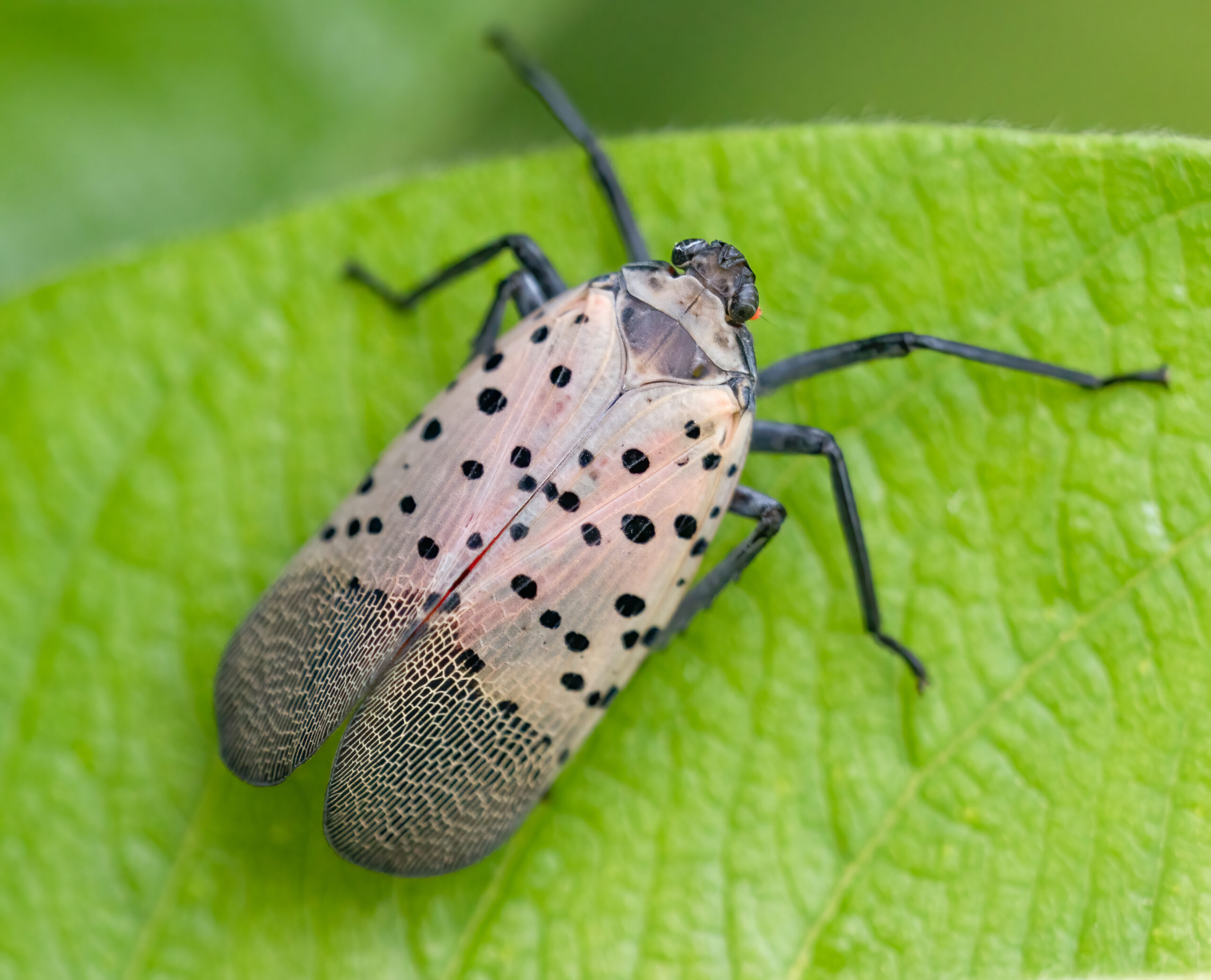 Tiny Bugs, Big Mission: Biocontrol Research in the Garden - Santa ...