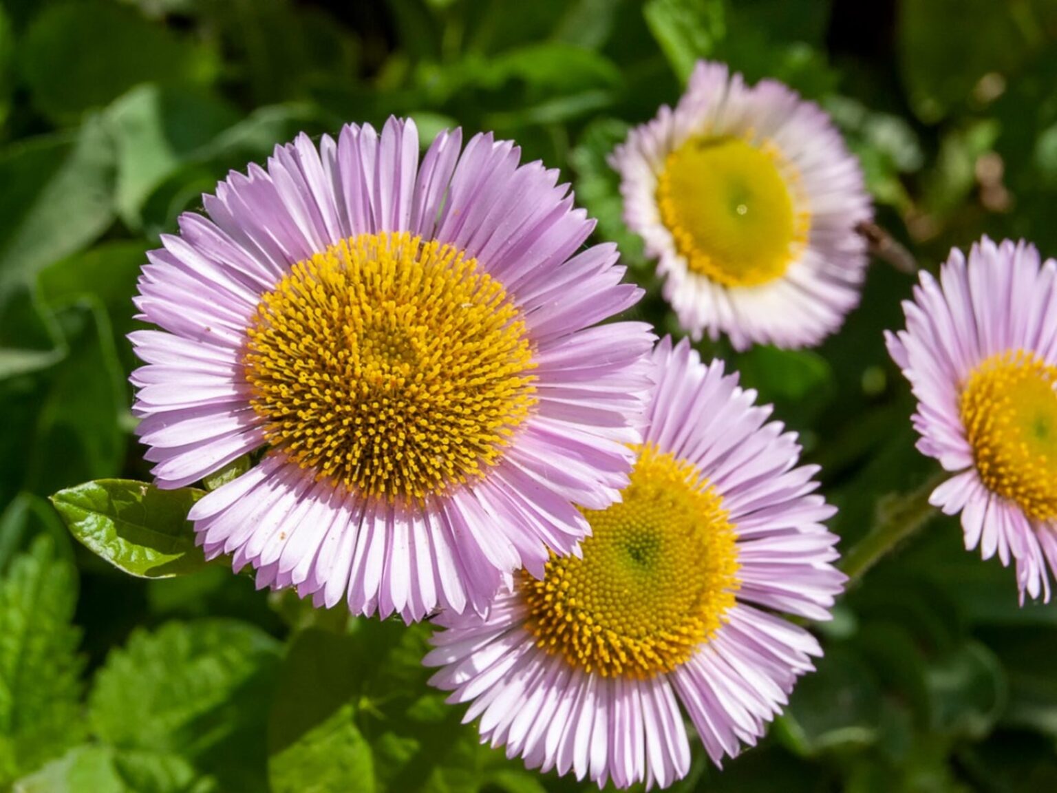 The Garden’s New Impact and Advocacy Program is Taking Root - Santa ...