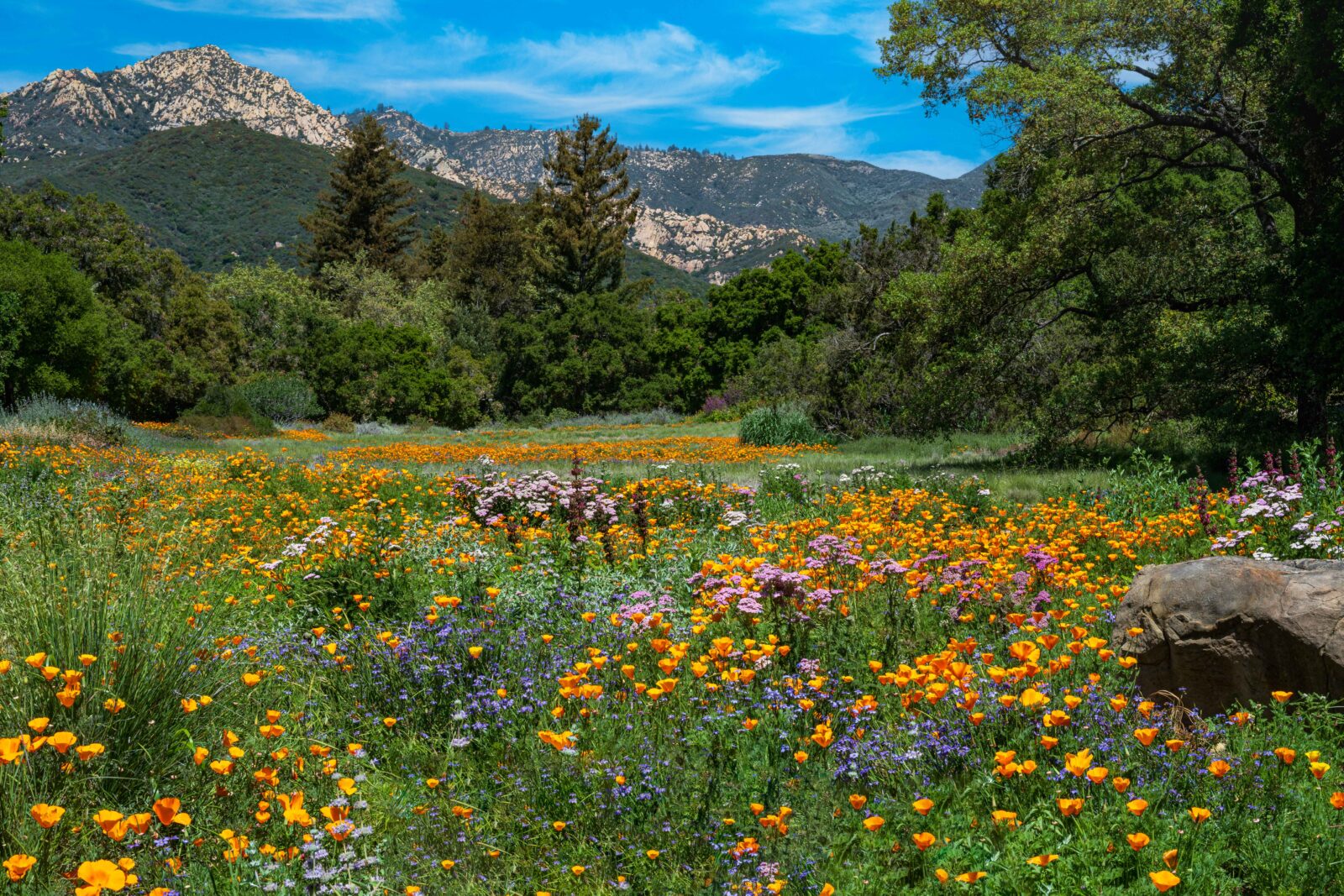 Three Reasons Native Plants Are Essential - Santa Barbara Botanic Garden